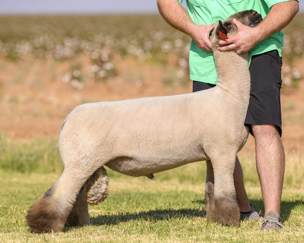 Reference Sires - Diamond C Livestock & Diamond C Genetics